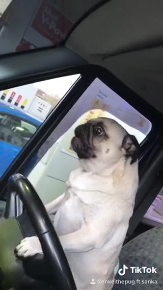 Angry pug displays obvious signs of road rage