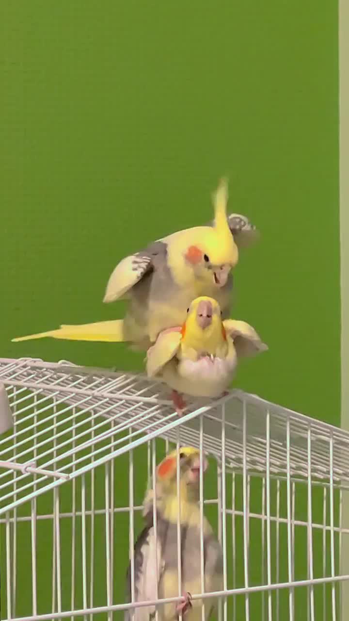 Cockatiel breeding period