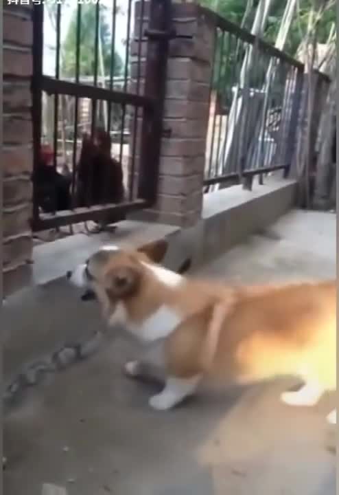 Chicken vs Dog Fight |Funny fight scene |Funny video|