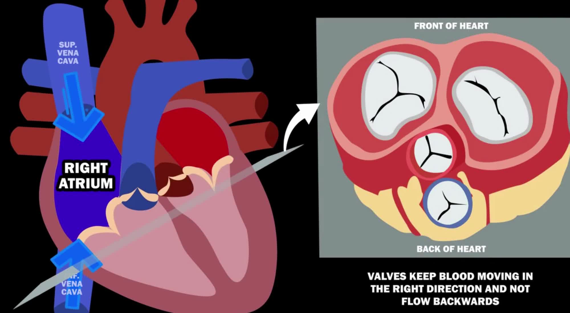 2 MINUTES BLOOD FLOW TROUGH THE HEART