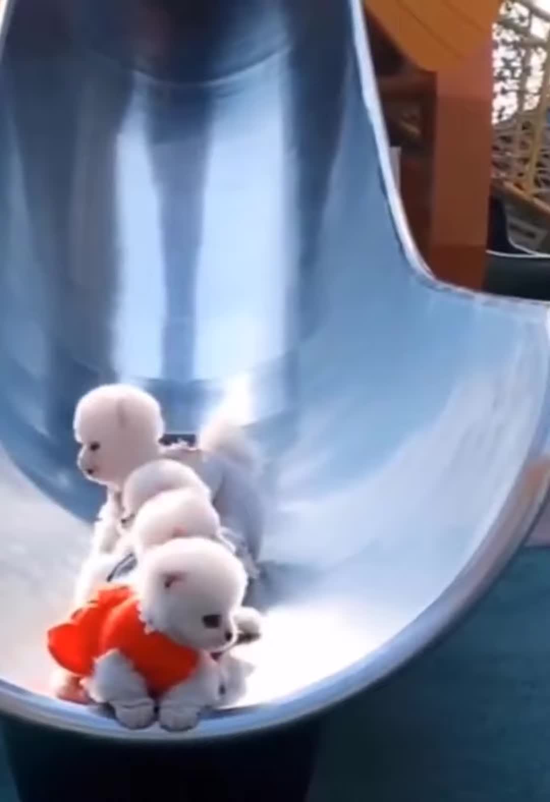 Cute Pummerin Dog Funny Video