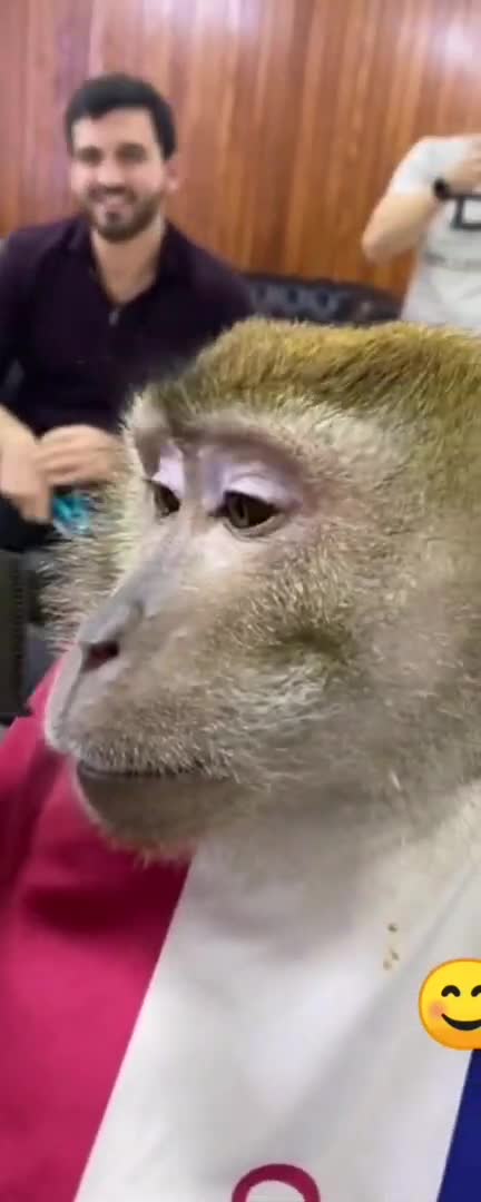 Boss Monkey
