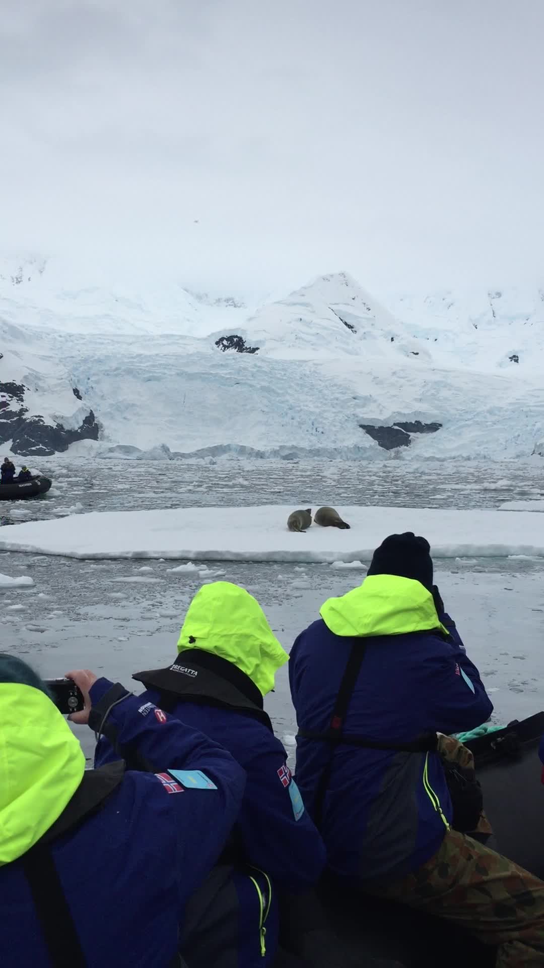 Seal waving