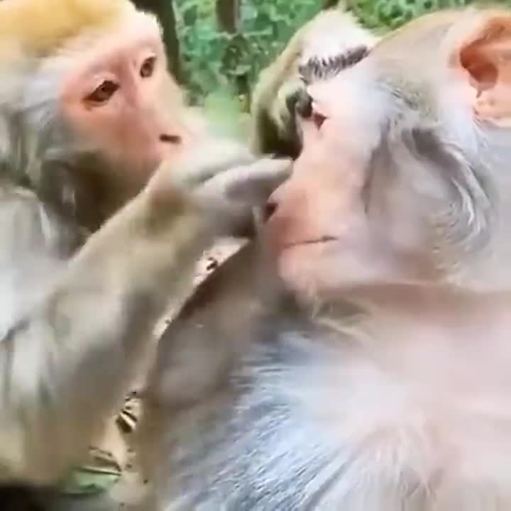 Monkey Doc