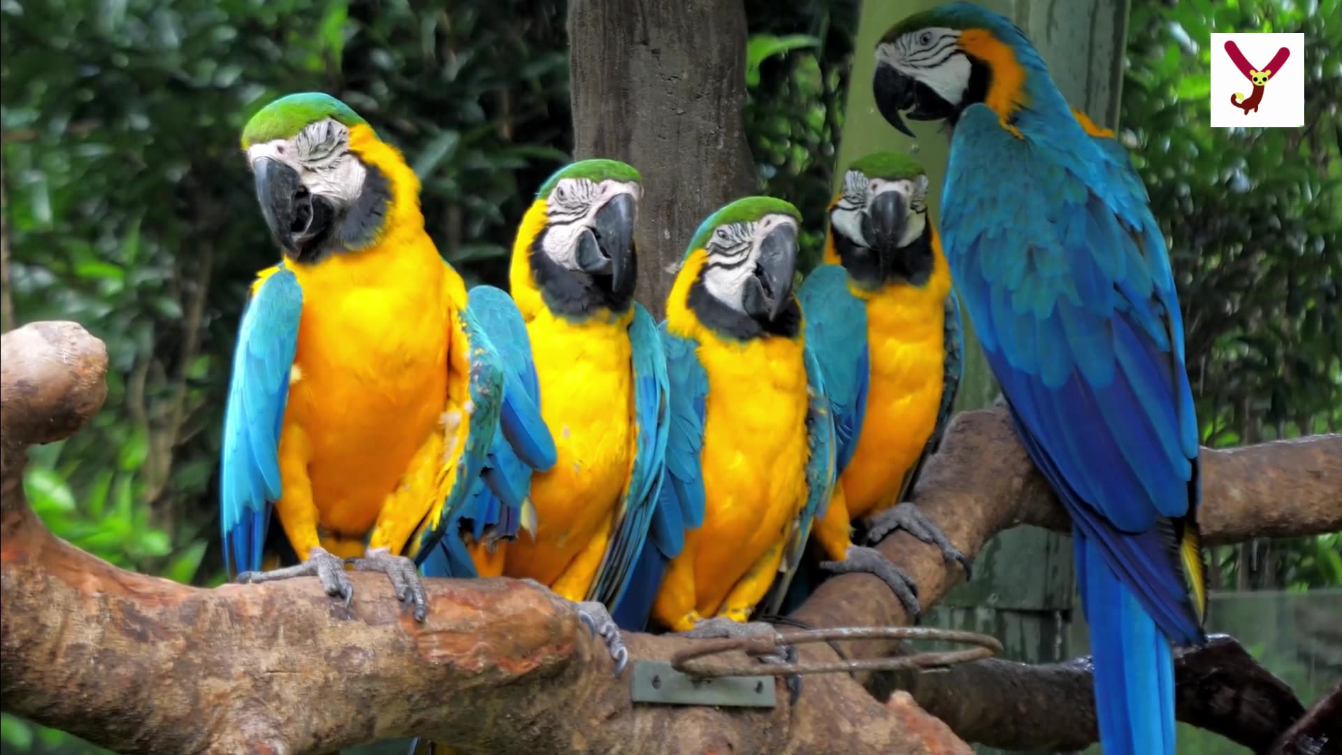 Parrots lives for more than 50 years - here are 10 interesting facts ...