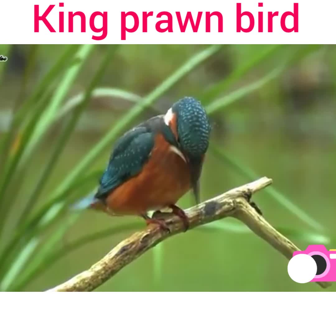 king prawn bird