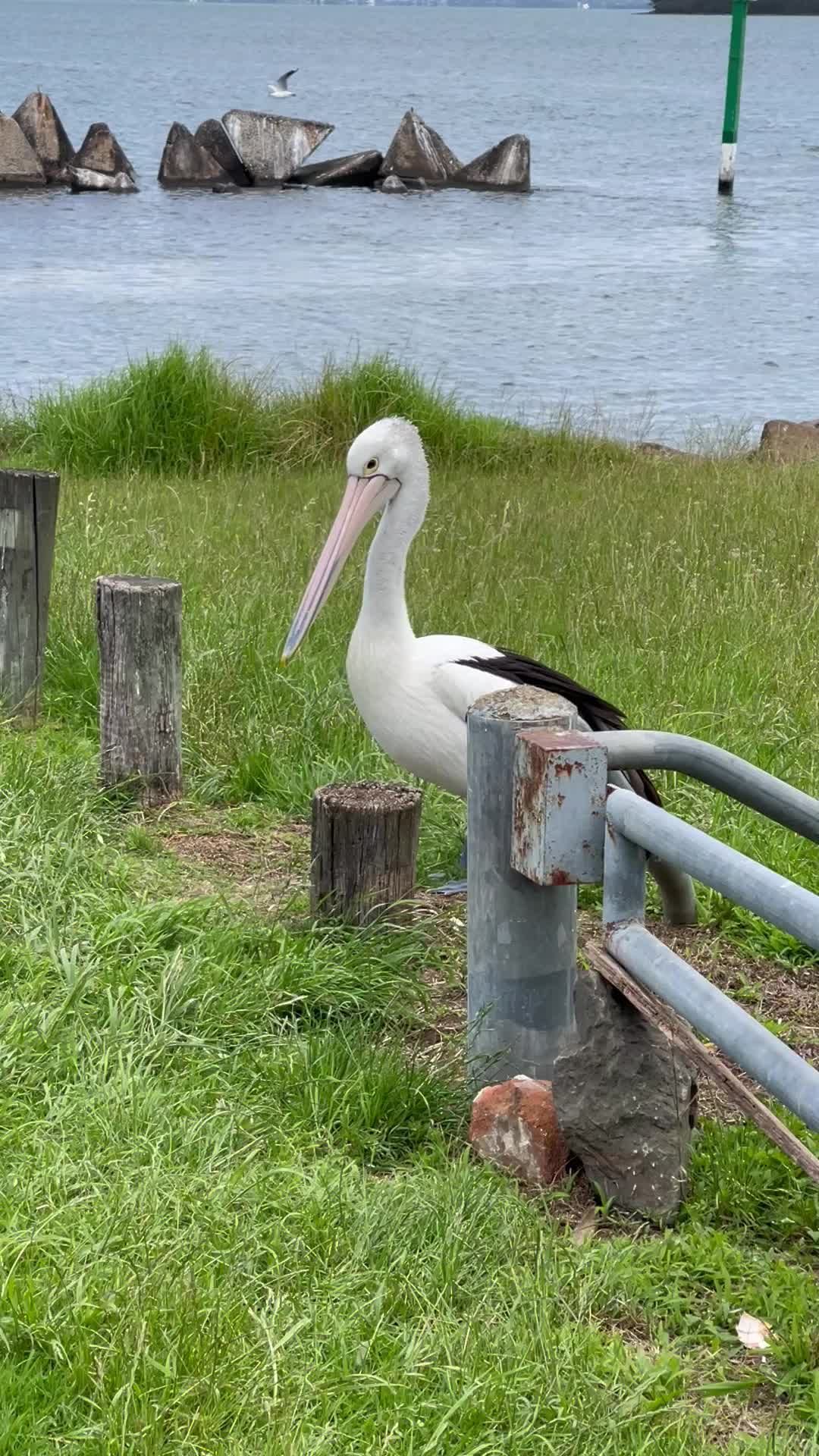 Angry Pelican with an attitude