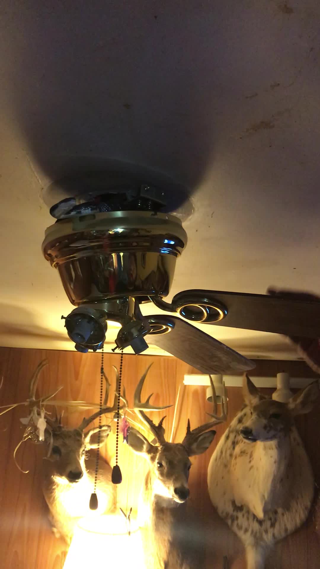 Snake Retrieved From Ceiling Fan