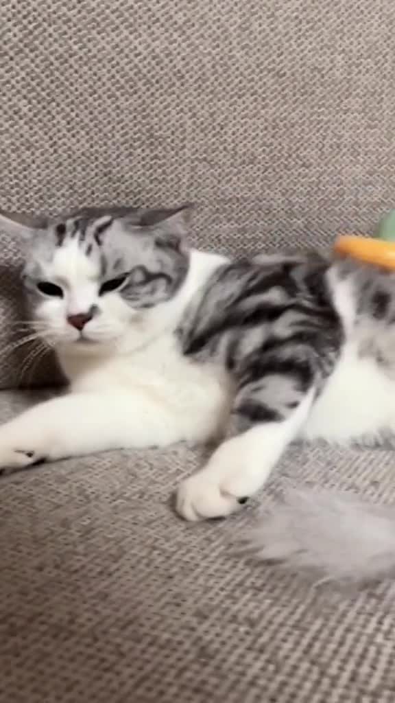 funny cat🐈🐈🐈🐈🐈🐈🐈🐈🐈🐈🐈🐈https://shrinke.me/fID5u9Wy