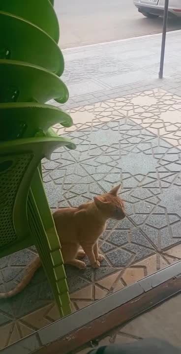 Funny cat videos cute with me 2021 2022