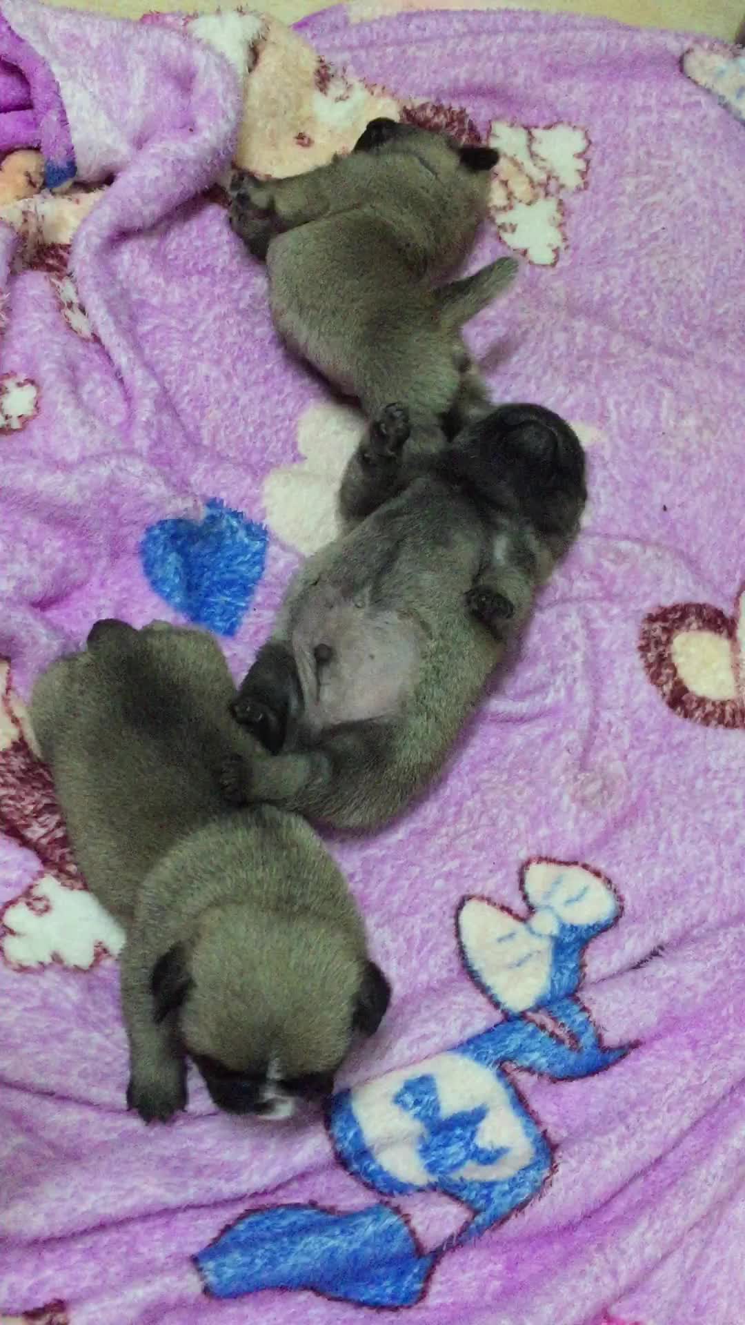 Baby Pugs Are Sleeping