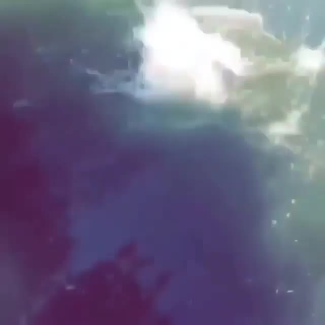 This is a beautiful and charming water-dwelling species