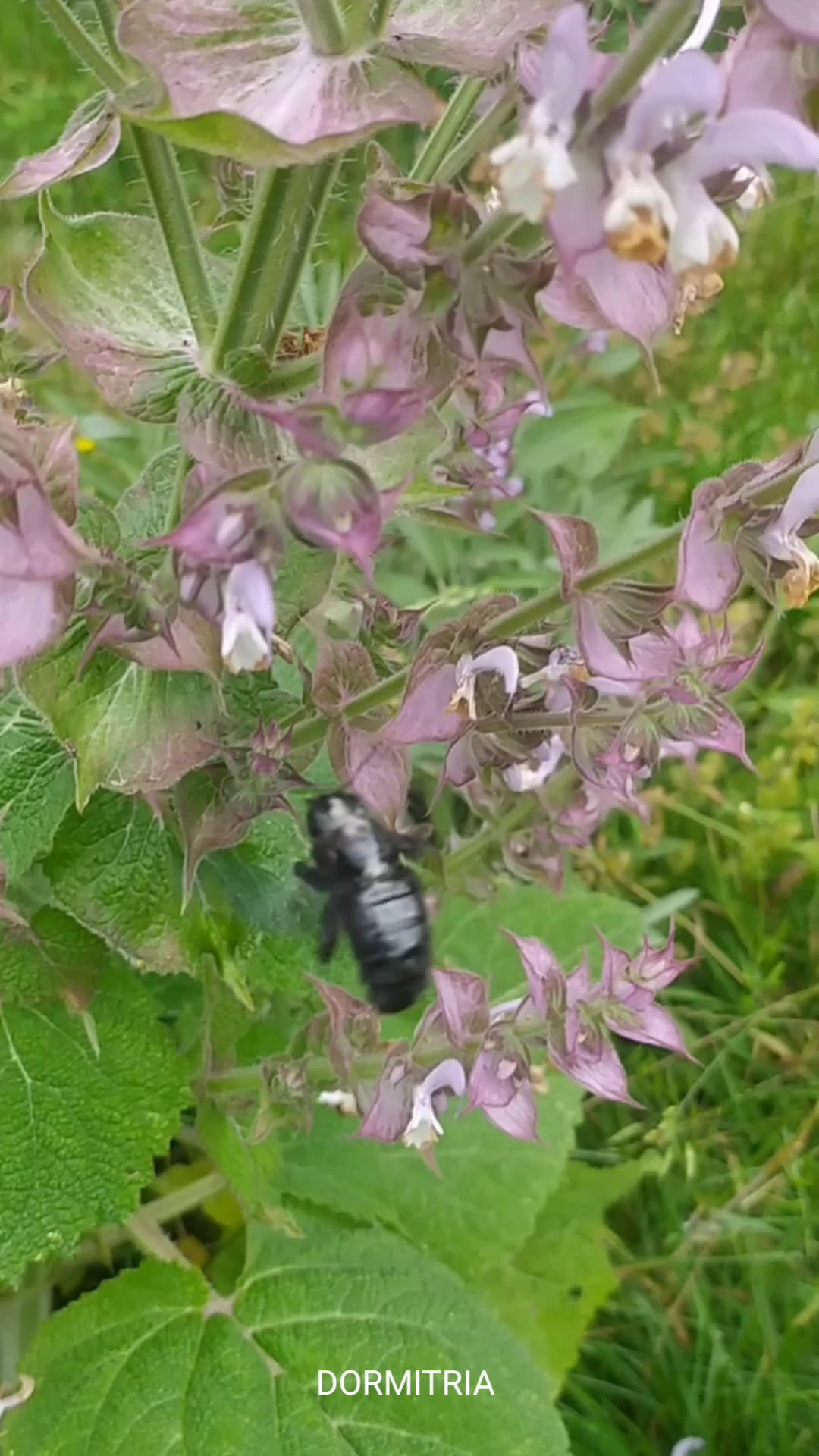 The big purple bee, back in my garden! Someone is stealing my video and ...