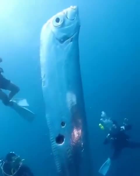 Divers in Taiwan Film Rare Encounter With Giant 'Doomsday Fish ...