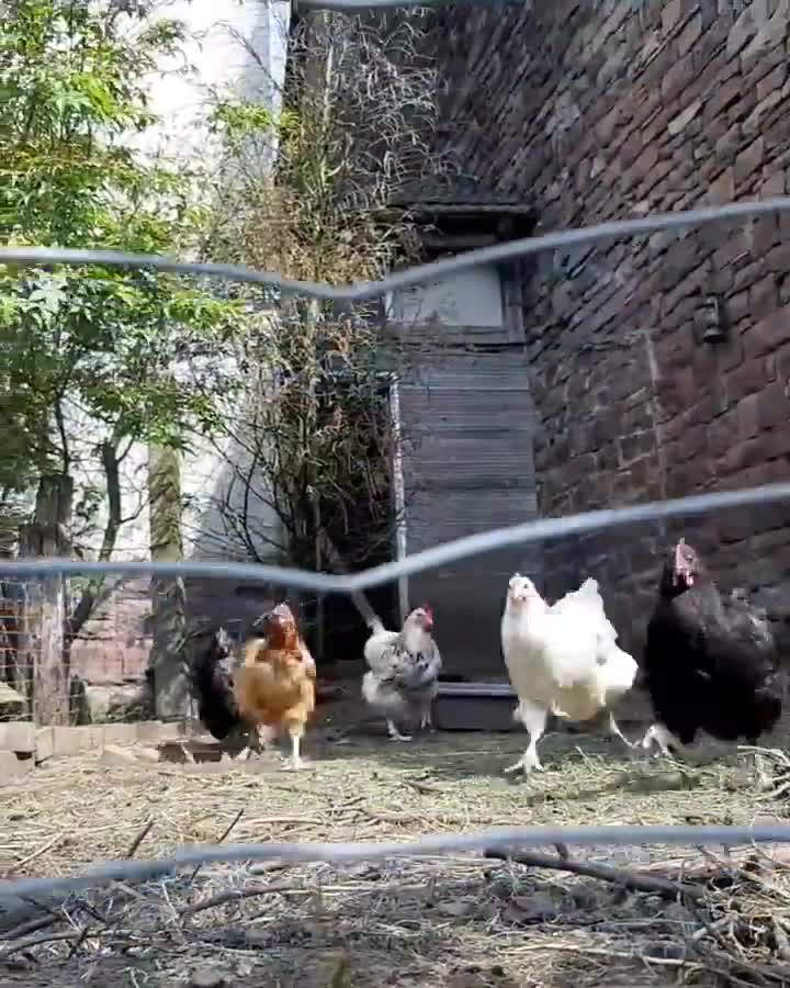 Das Werttrennen Der Huhner