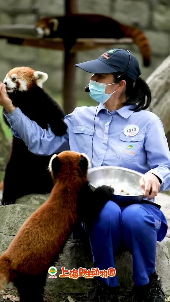 I'm not a straight face. I'm a red panda