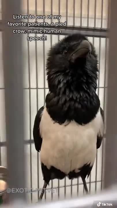 Talking Pied Crow: Bird Mimics Human Speech #rumble