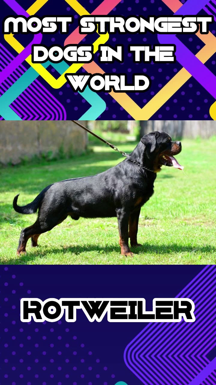 Top 5 Most Strongest Dogs In The World