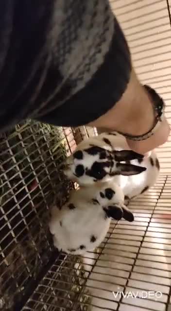 Cute rabbit and bunny