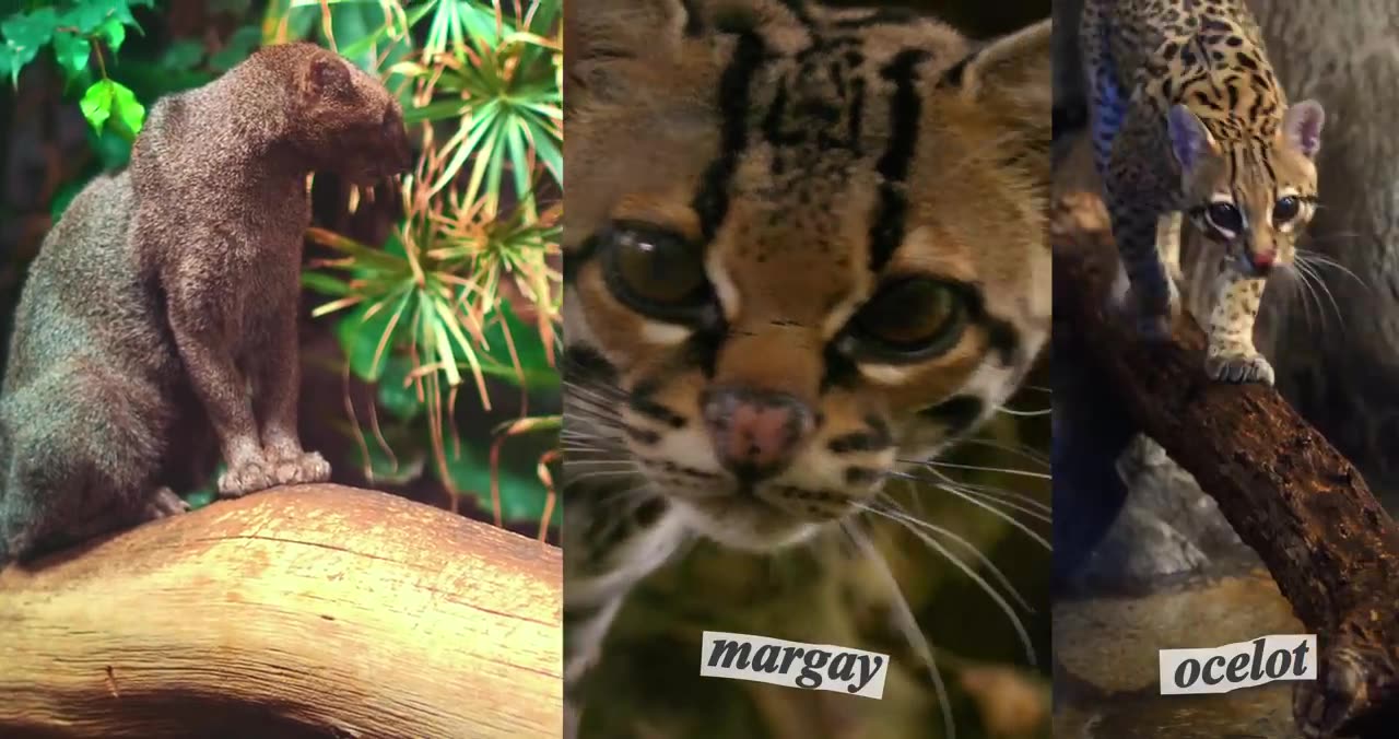 Shadow Cat: One Of The Rarest Cats In The World- Animal Lovers