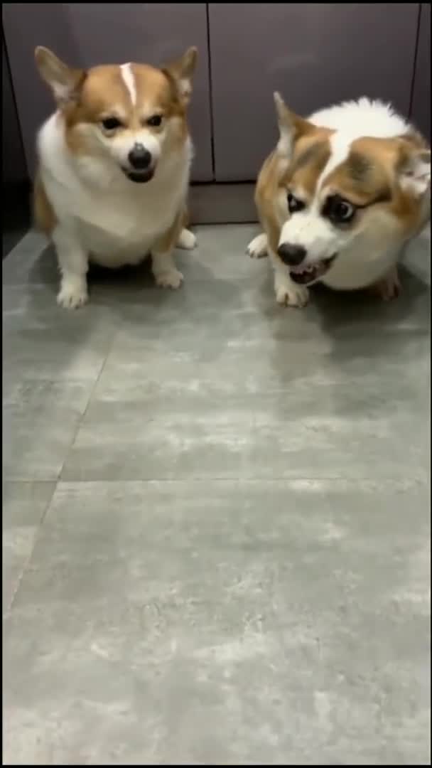 Super Funny Dog Videos #1