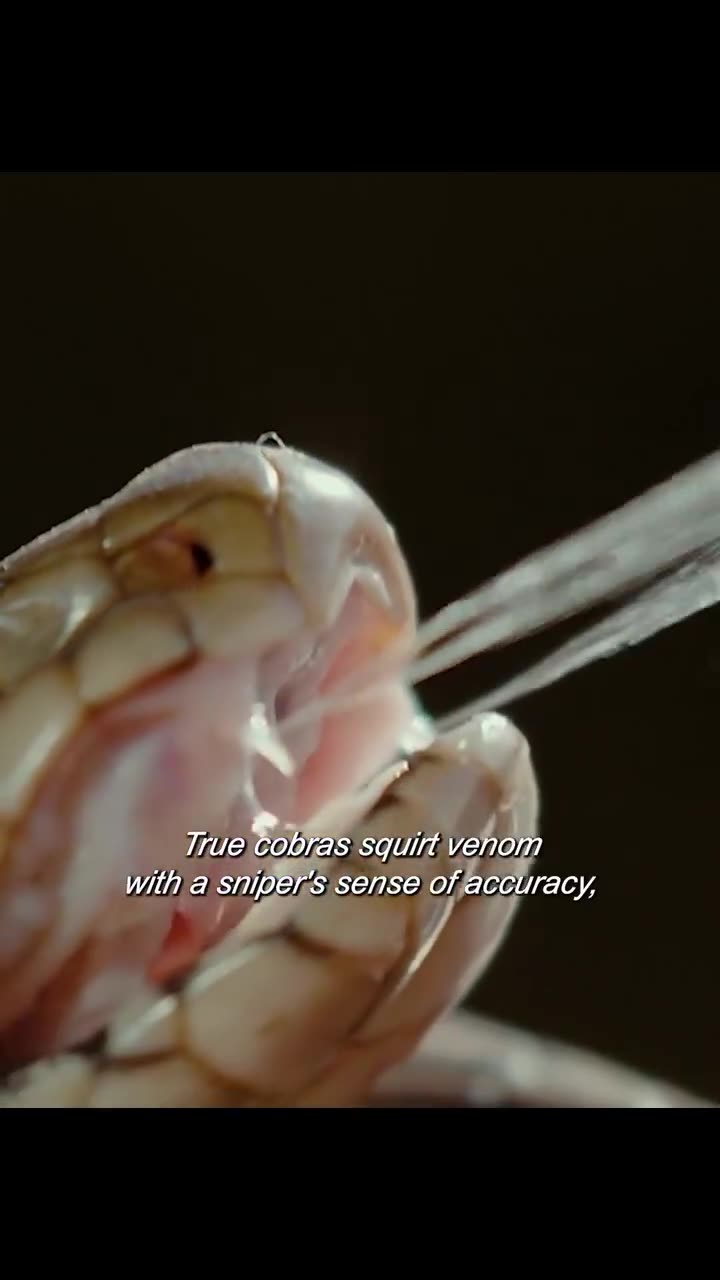 Venom Spitting Snakes