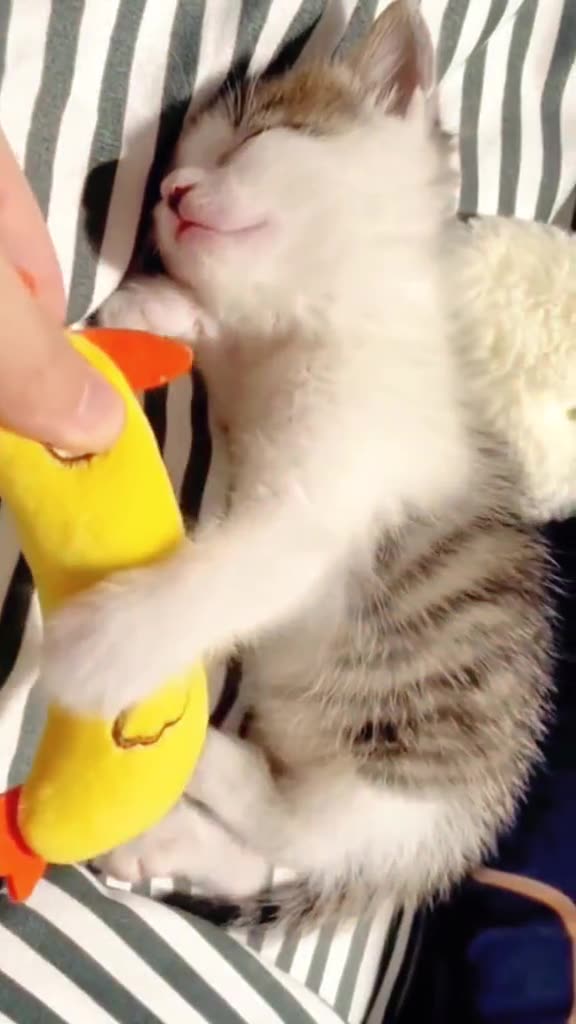 cute cat