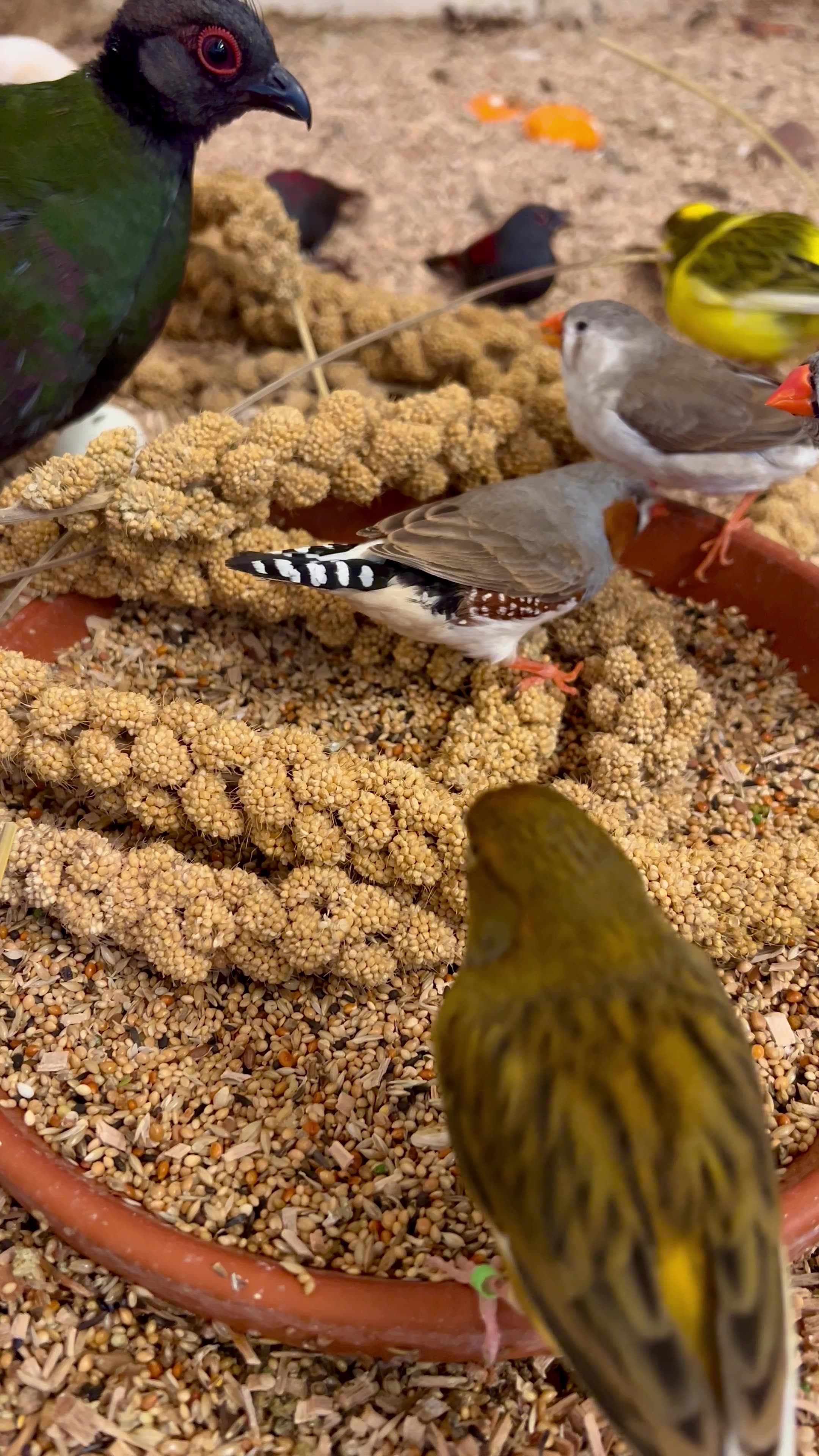 Finches and Softbills in Indoor Bird Aviary #bird #birds