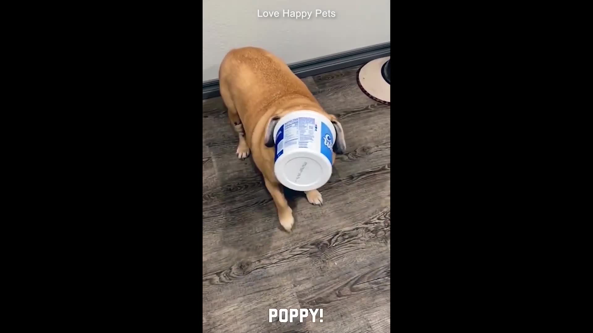 TROUBLESOME!!!!!!! Cute Animals Have Fun And Make Us Laugh 😂 ...