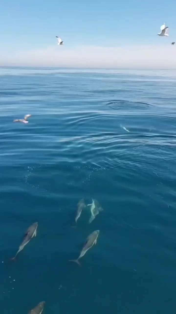 The beautiful dance of dolphins