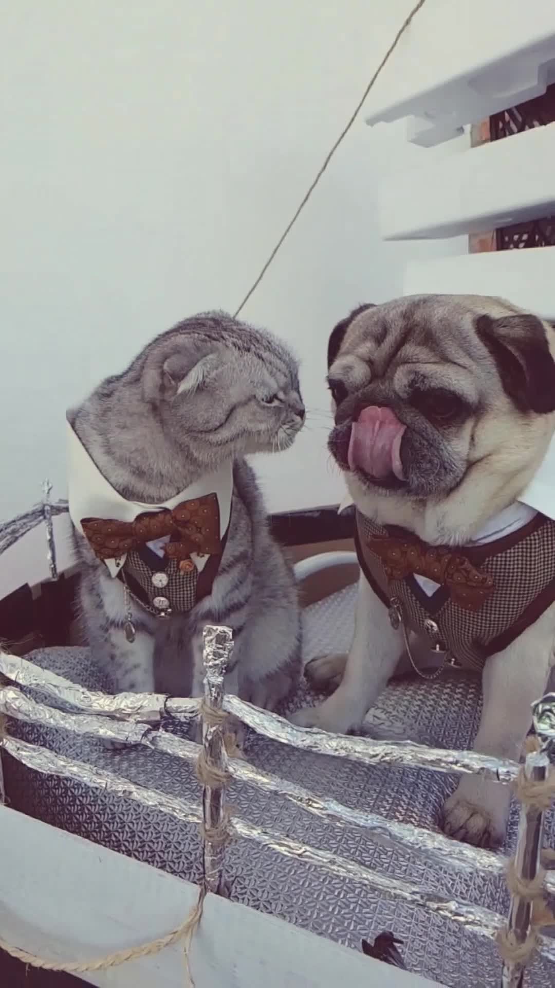 Pug and cat recreate famous Titanic scene