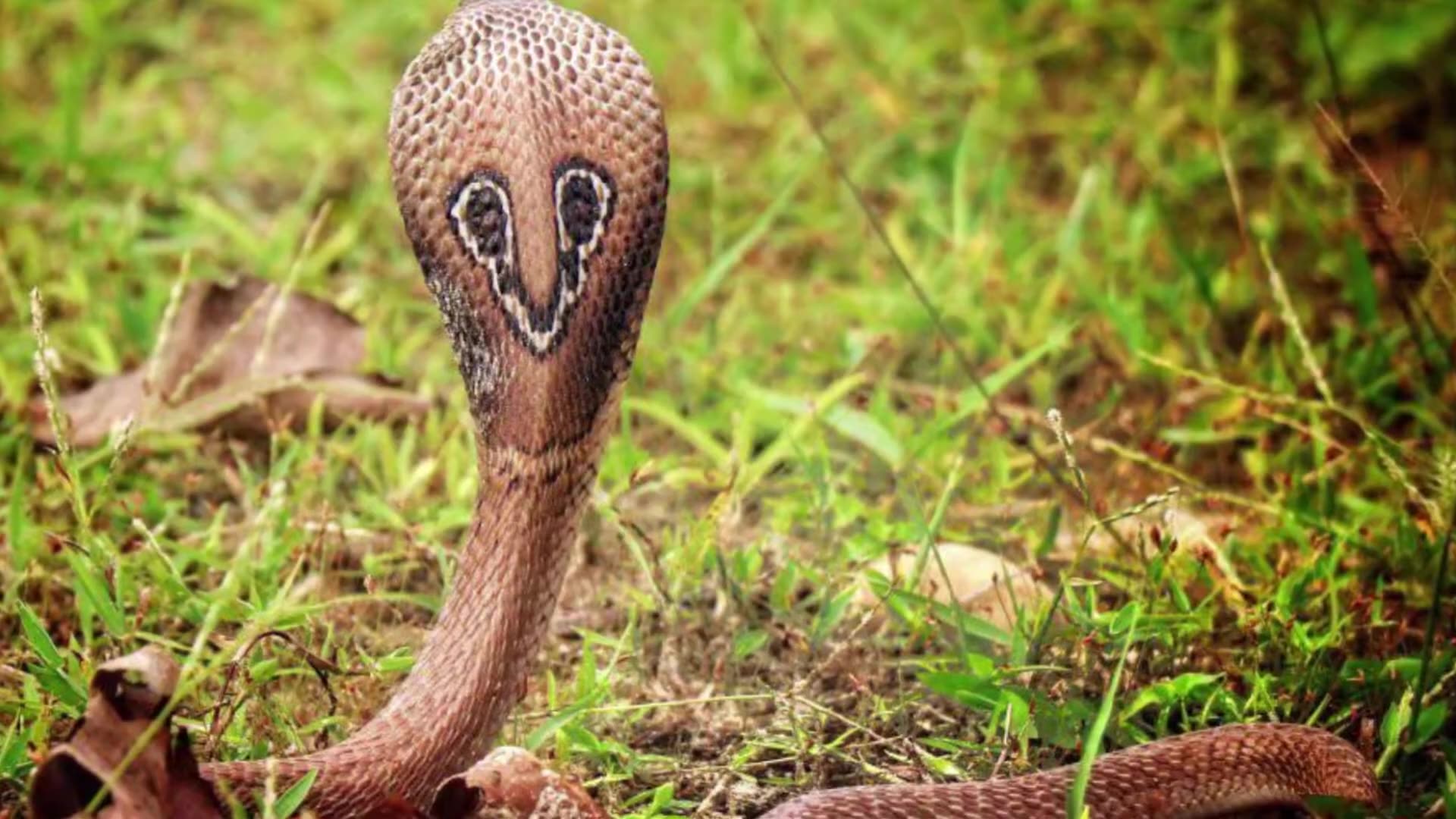 The most poisonous snakes - TOP 10 most dangerous snakes in the world