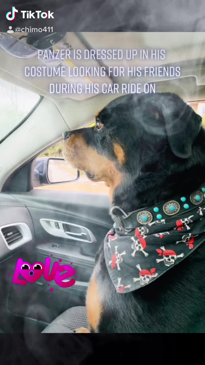 Rottweiler car ride