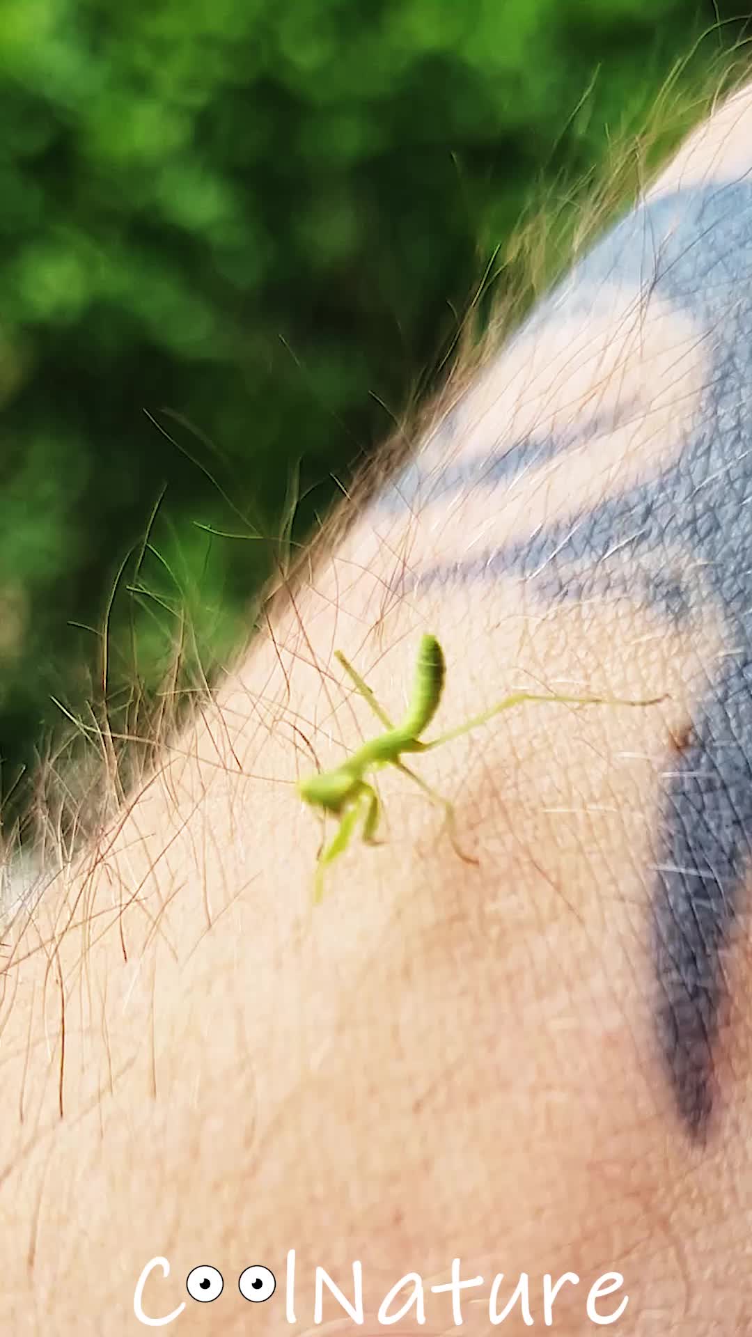 Mini Mantis