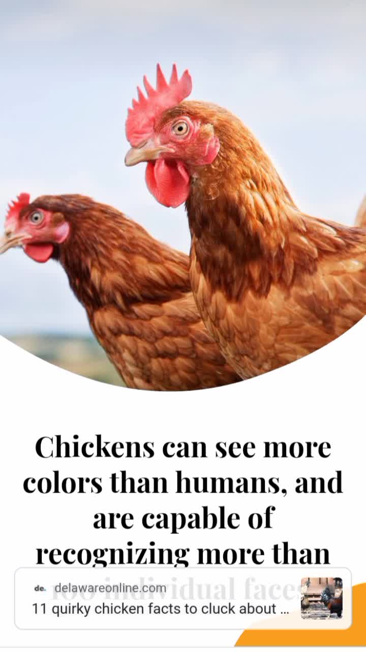 Hen facts you don't know!