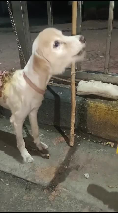 Dog with burned skin