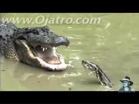 Python vs Alligator 01 -- Real Fight -- Python attacks Alligator