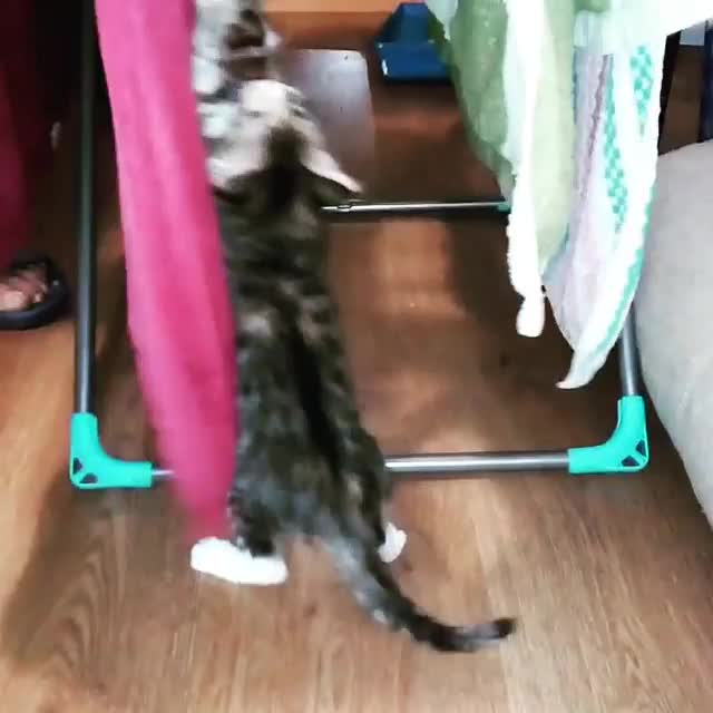 Funny cats 2021 # restless cat