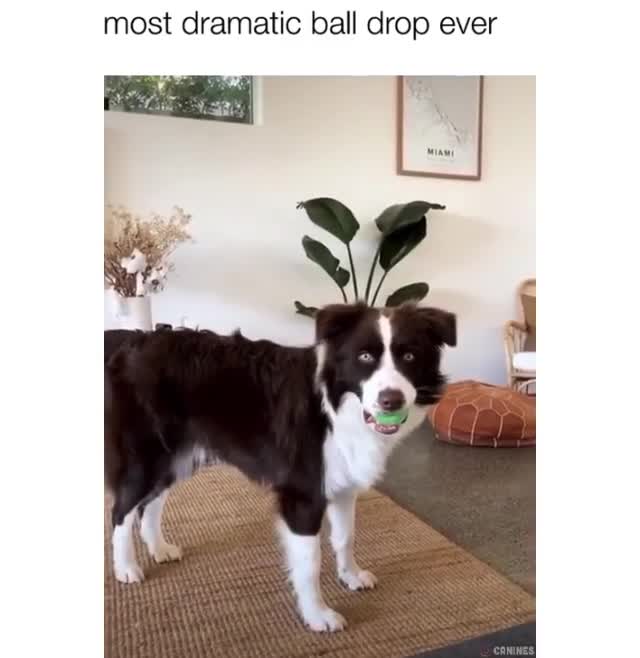 Dog Performs The Most Dramatic Ball Drop Ever
