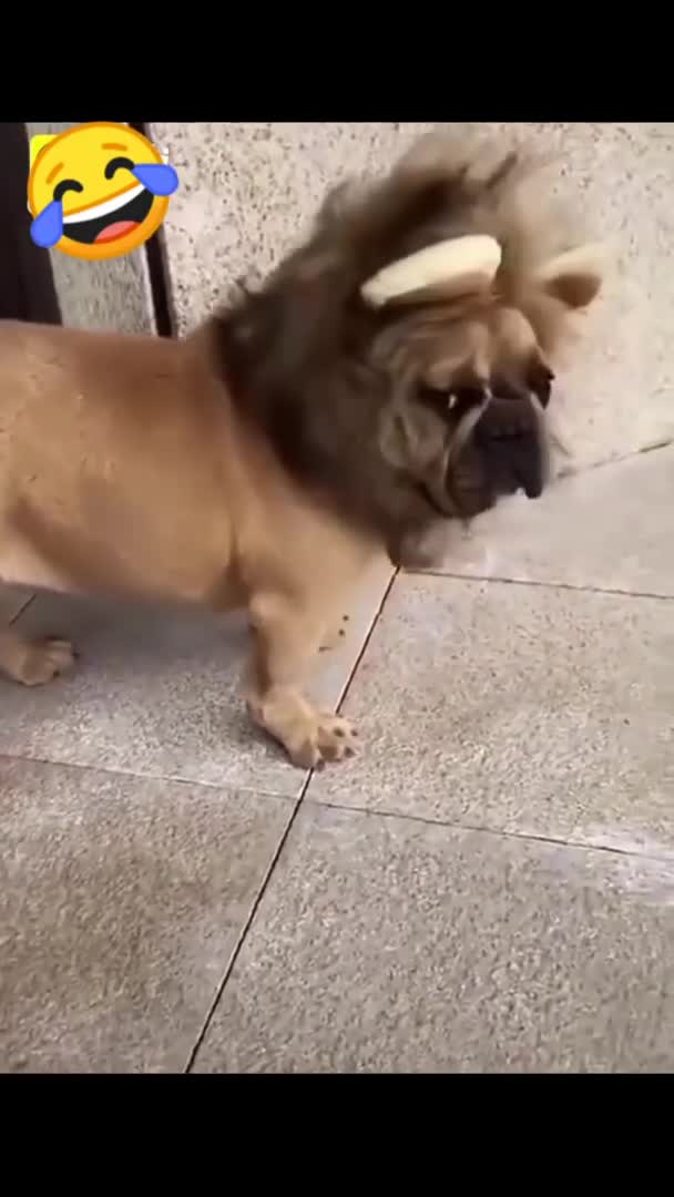 HILARIOUS LION KING PUG!!!