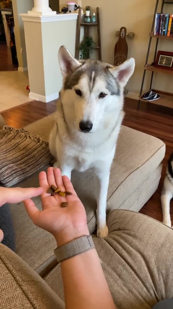 Husky MUST CHOOSE Between Dog Food & Cookies!!!