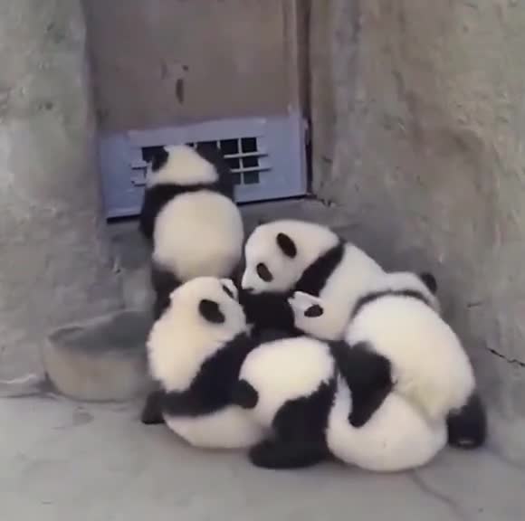 Cute Baby Pandas Playing With Each Others Funny Video [Cuddling]