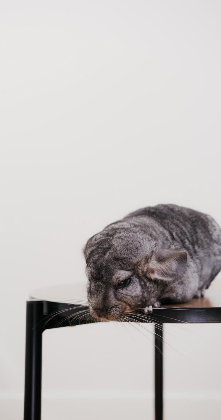 Funny Baby Bunny Rabbit Videos Compilation Cute Rabbits