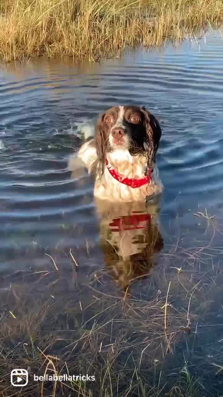 Dog’s tail is like a propellor in the water