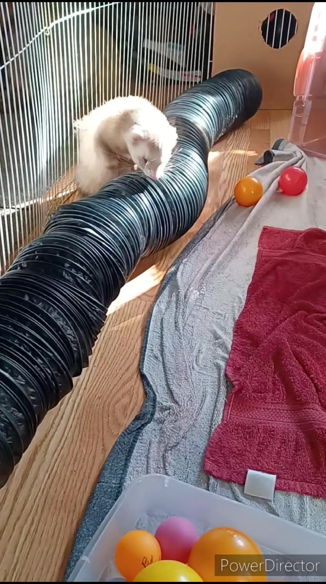 Most chill ferret after a bath!