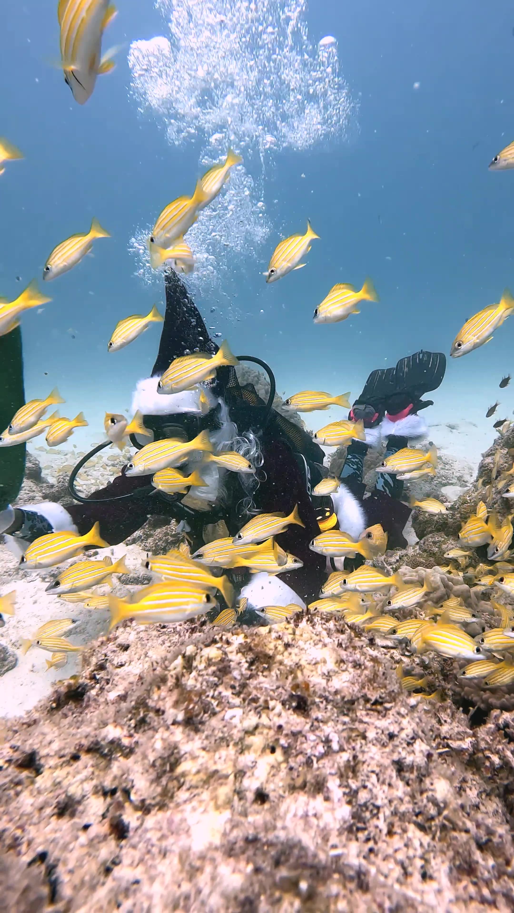 Santa Swaps Reindeer for Flippers