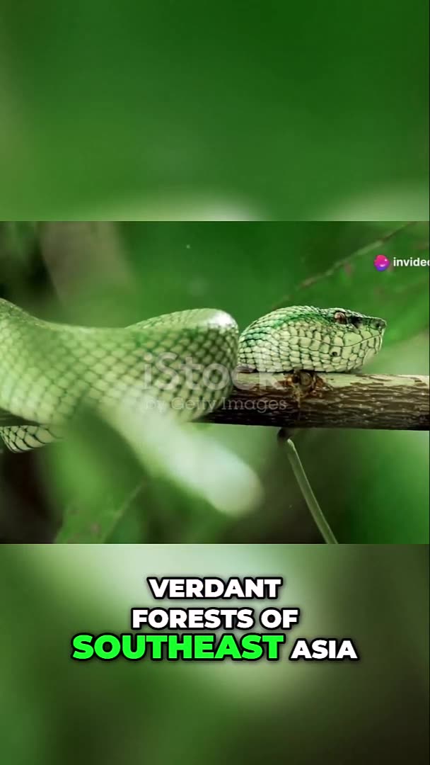 Unveiling the Mighty King Cobra the Amazing World's Longest Venomous Snake