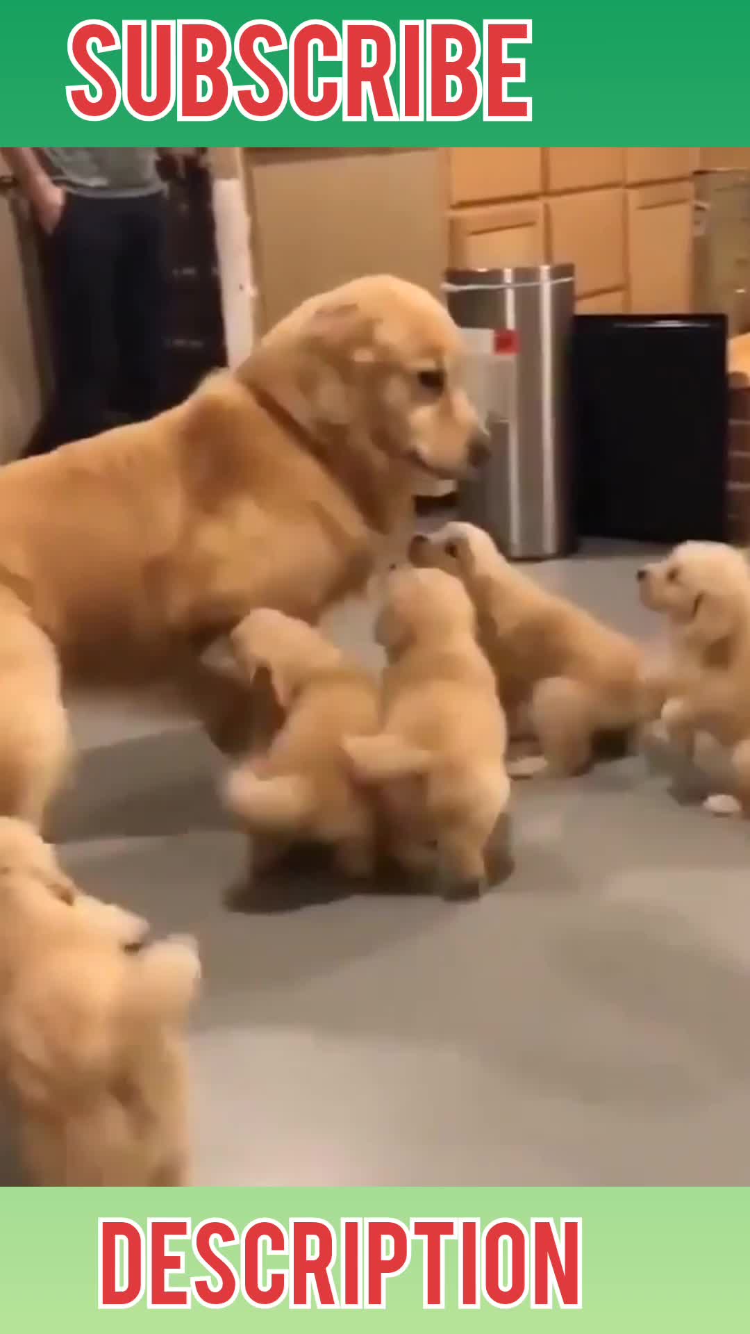 Mom How many pups can you Pup count? support me subscribe
