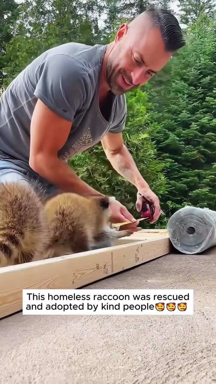 This homeless raccoon was rescued and adopted by kind people