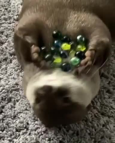Cute otter playing with his marbles